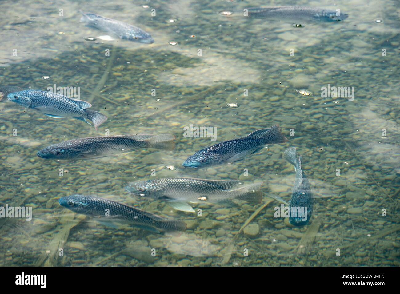 Tilapia (Oreochromis aureus) Jordan St. Peter's fish Stock Photo - Alamy