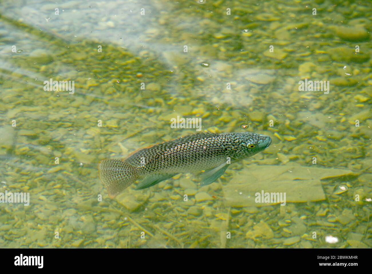 Tilapia (Oreochromis aureus) Jordan St. Peter's fish Stock Photo - Alamy
