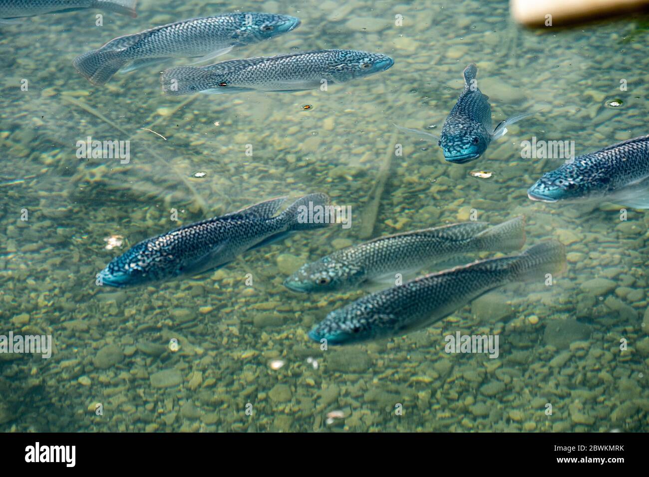 Tilapia (Oreochromis aureus) Jordan St. Peter's fish Stock Photo - Alamy