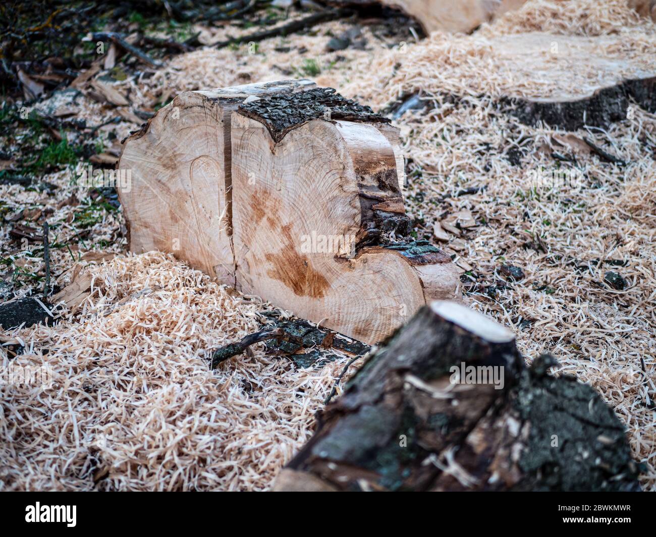 Parts of a sawn tree trunk, unsorted with a lot of sawdust Stock Photo ...