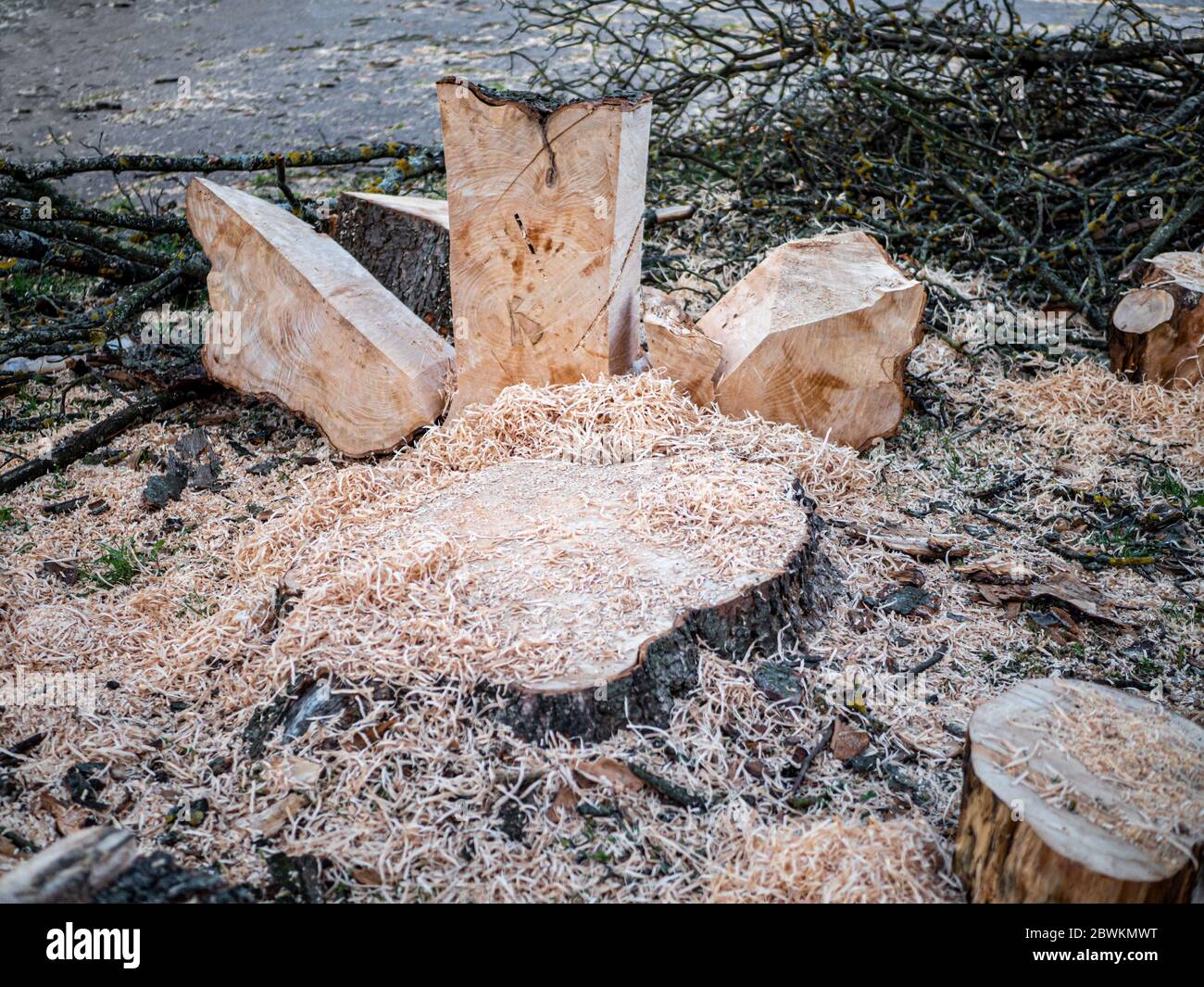 Parts of a sawn tree trunk, unsorted with a lot of sawdust Stock Photo ...
