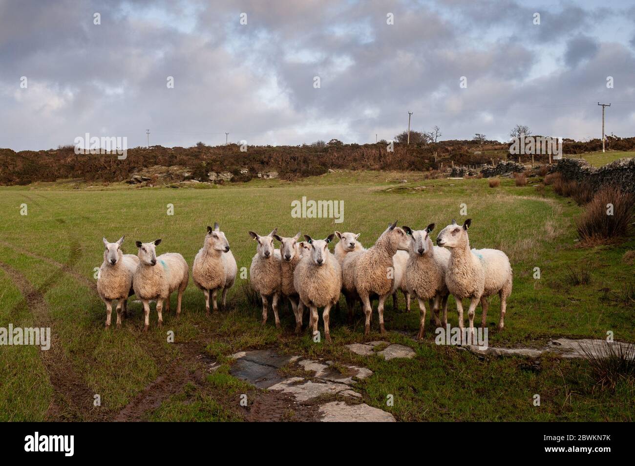 Scottish sheep hi-res stock photography and images - Alamy