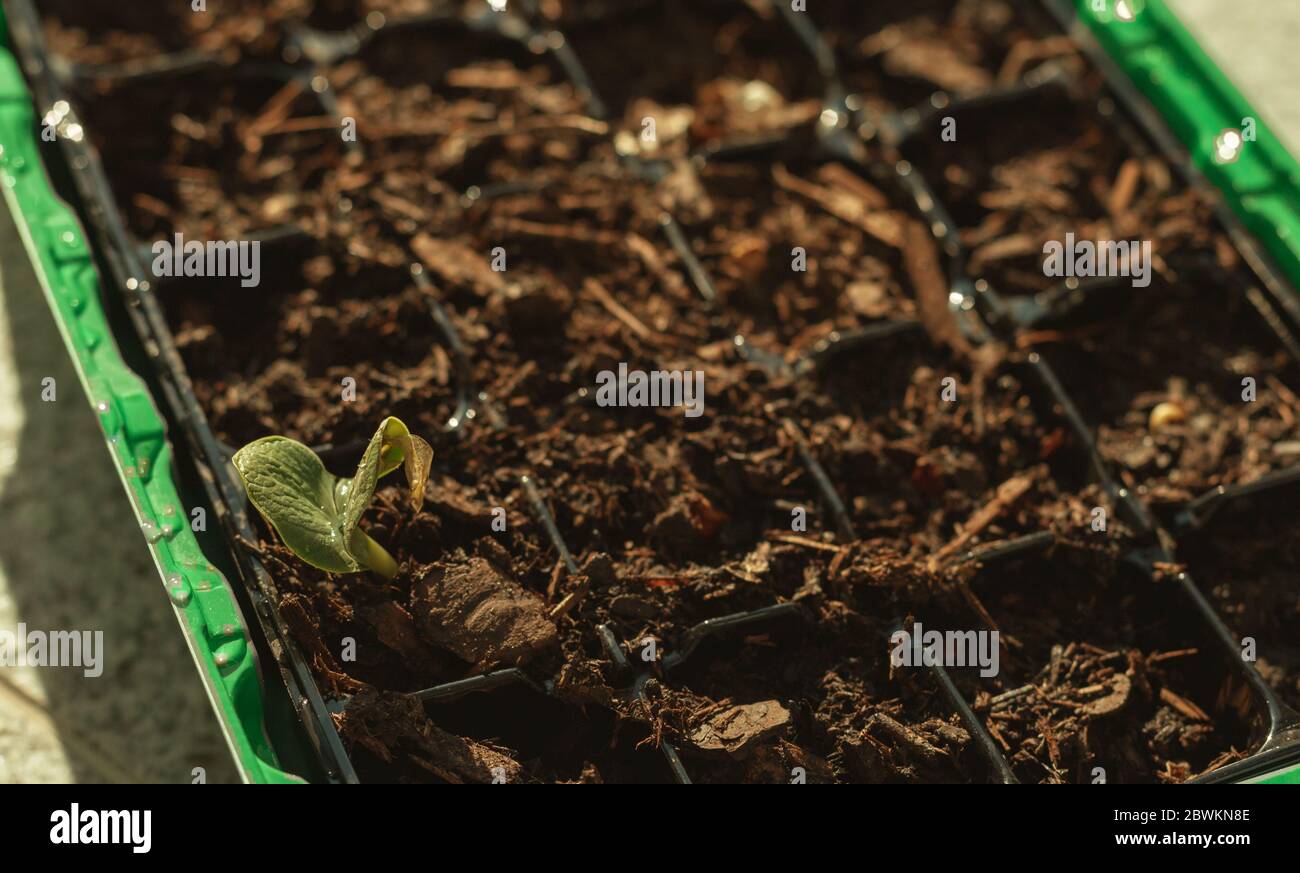 new green seedling growing in small black container Stock Photo - Alamy