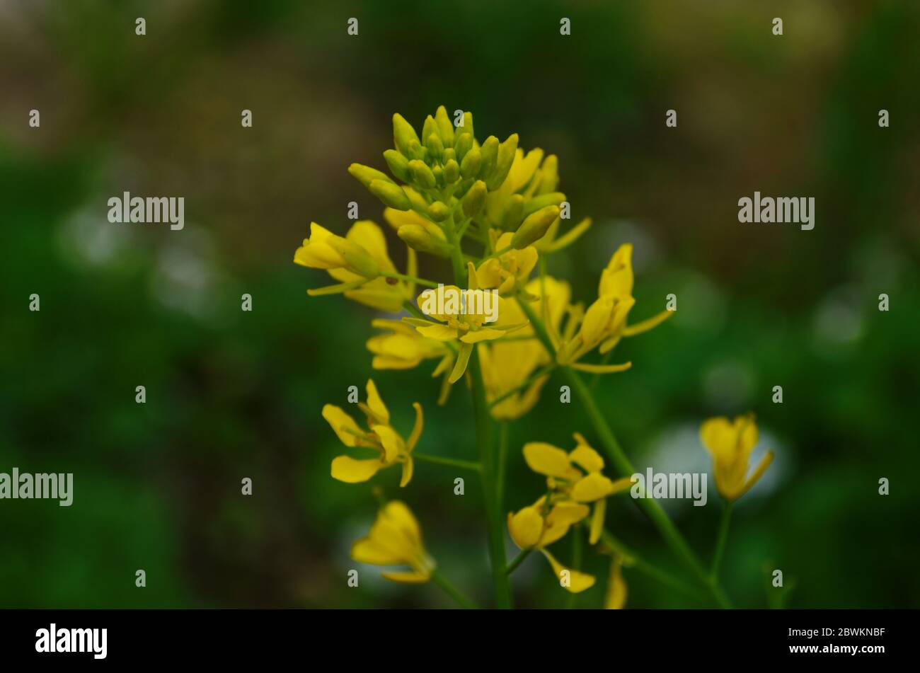 Eruca vesicaria hi-res stock photography and images - Alamy