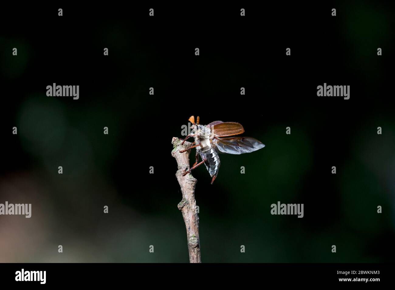 Common Cockchafer (Melolontha melolontha Stock Photo - Alamy