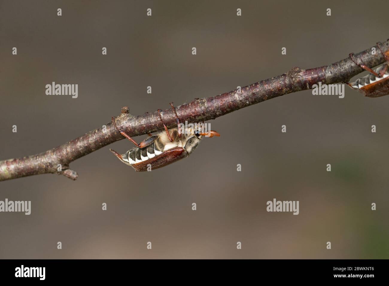 Common Cockchafer (Melolontha melolontha Stock Photo - Alamy