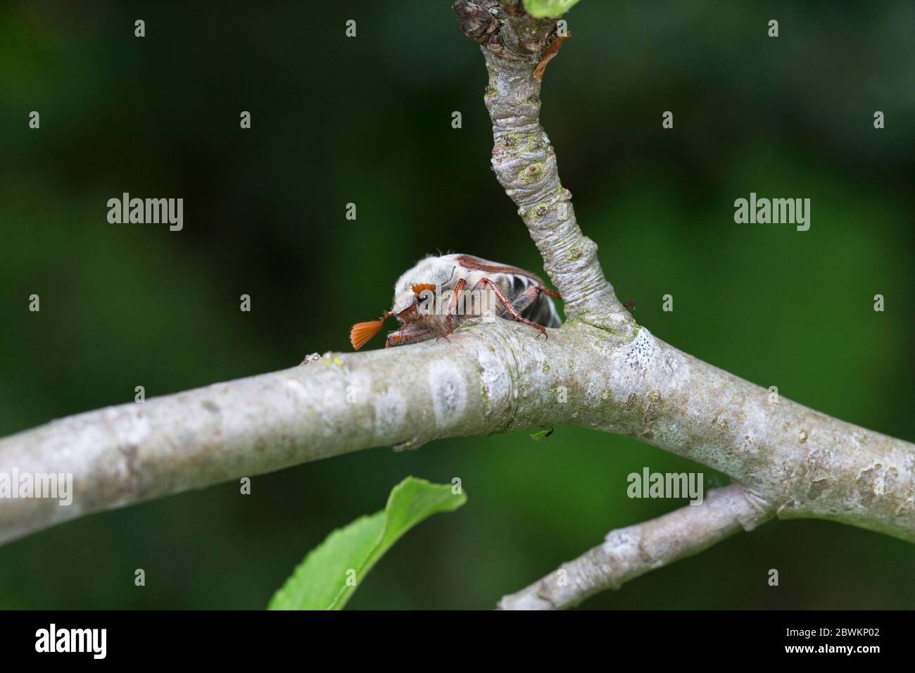 Common Cockchafer (Melolontha melolontha Stock Photo - Alamy