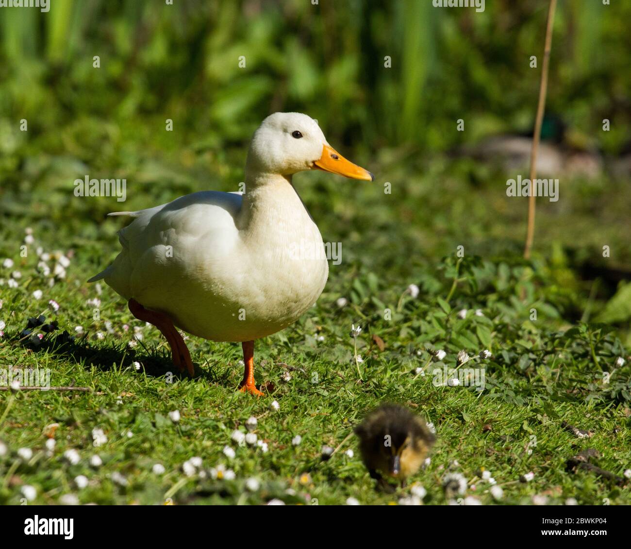 Puddle duck hi-res stock photography and images - Alamy