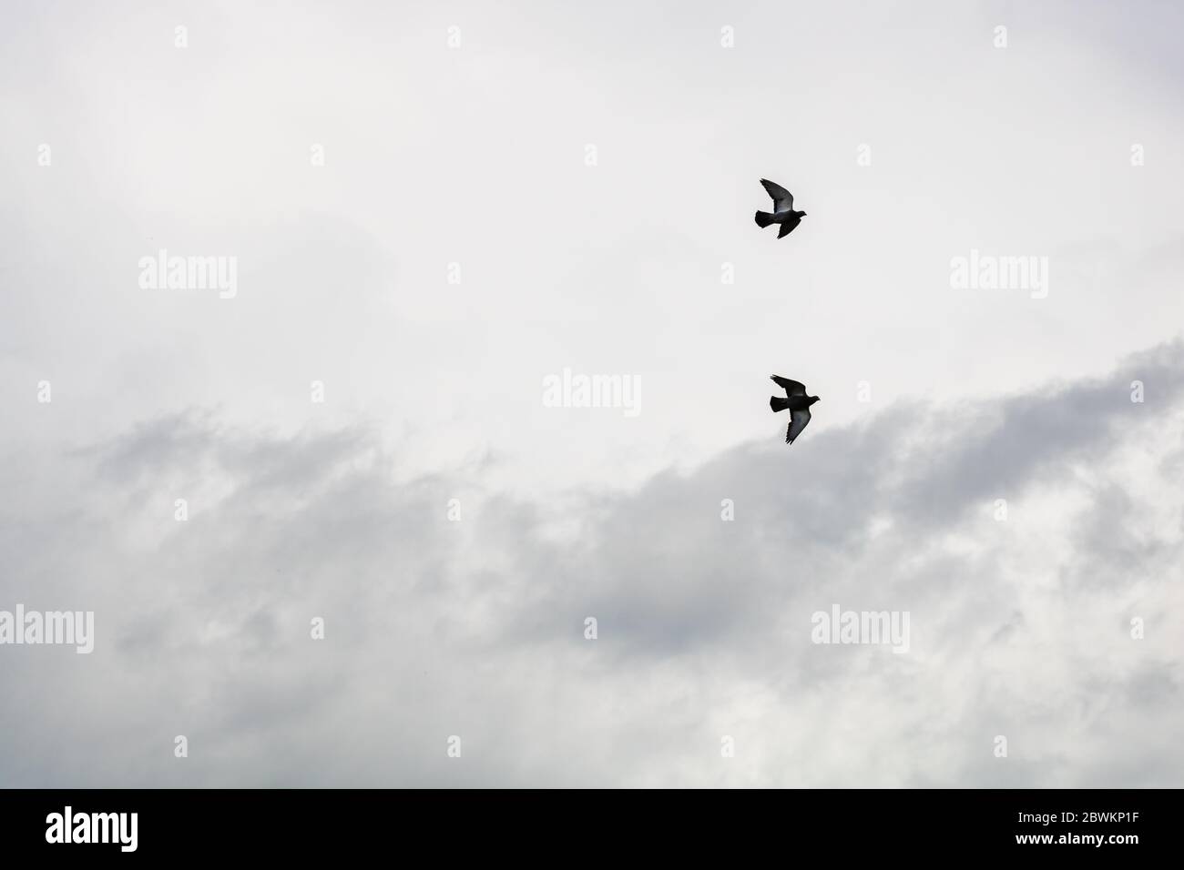Two pigeons flying in the cloudy sky Stock Photo - Alamy