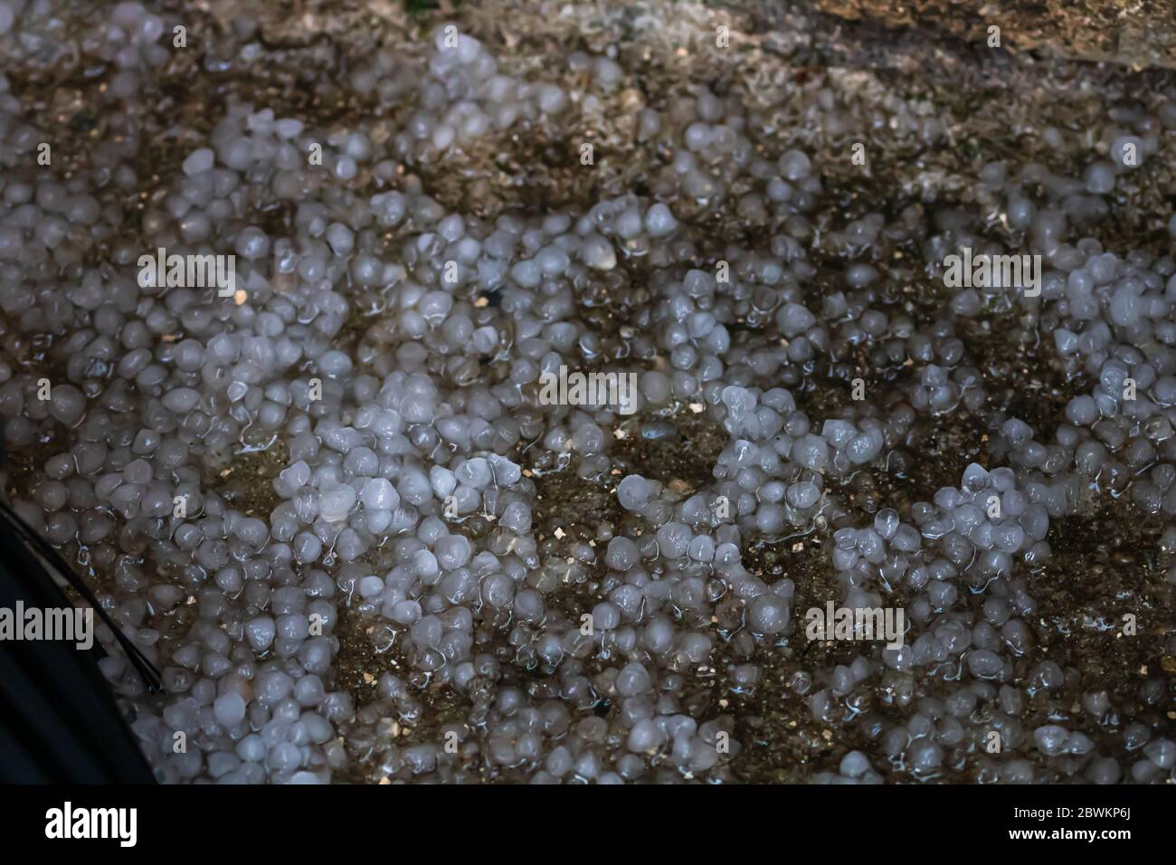 Close up of hailing, selective focus on small hail balls Stock Photo ...