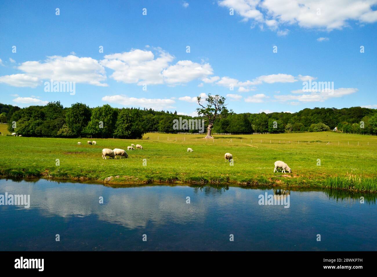Sheep beside the River Misbourne, which runs through the Shardeloes ...