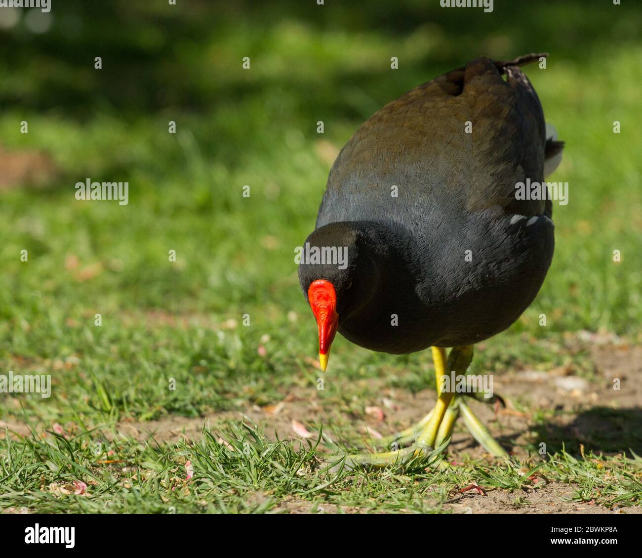 Big moorhen hi-res stock photography and images - Alamy