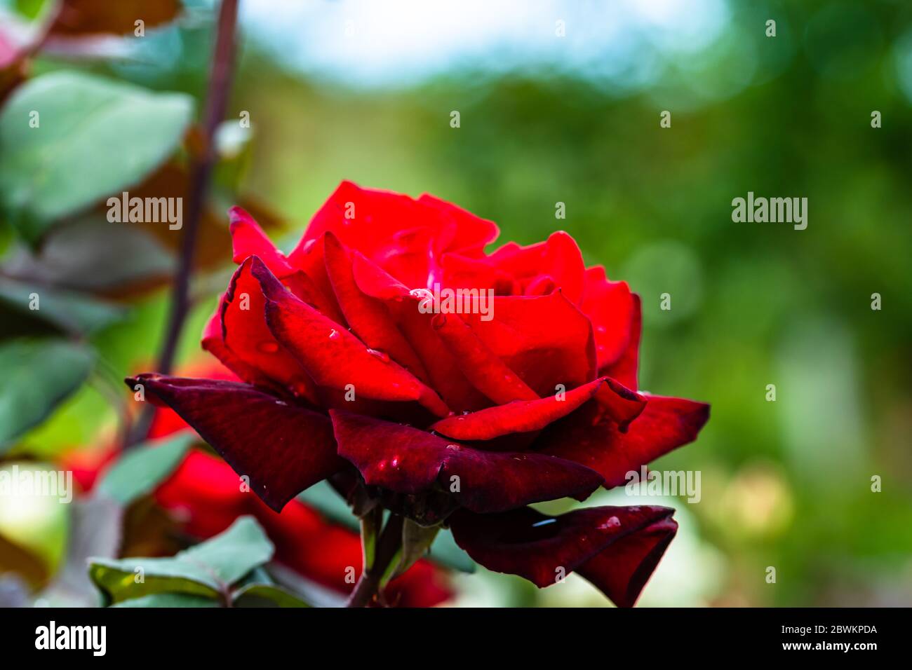 Close up photo of a red rose in a garden isolated Stock Photo - Alamy