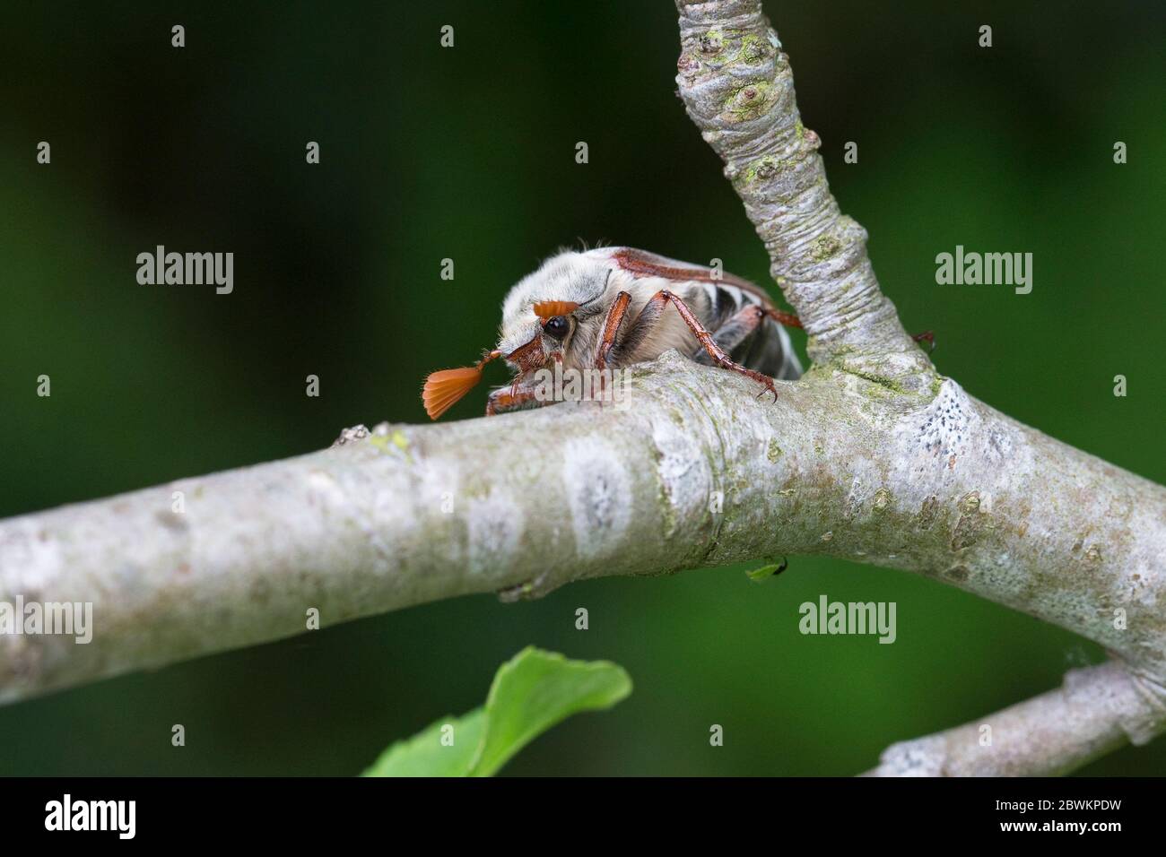 Common Cockchafer (Melolontha melolontha Stock Photo - Alamy