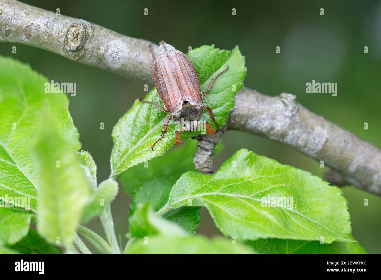 Common Cockchafer (Melolontha melolontha Stock Photo - Alamy