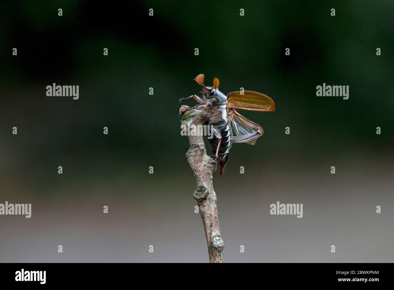 Common Cockchafer (Melolontha melolontha Stock Photo - Alamy