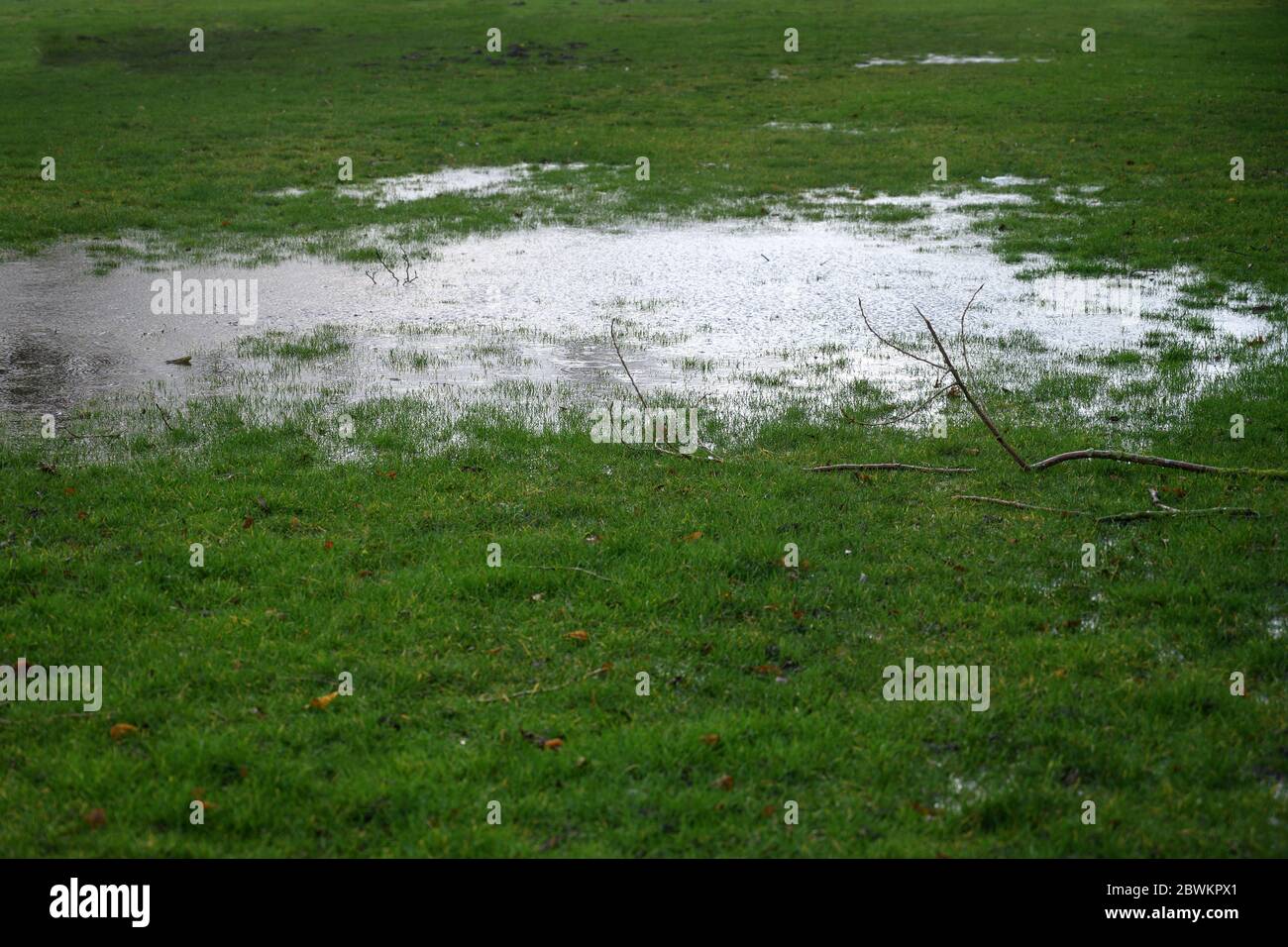 Waterlogged lawn with standing water in a large puddle and fallen ...