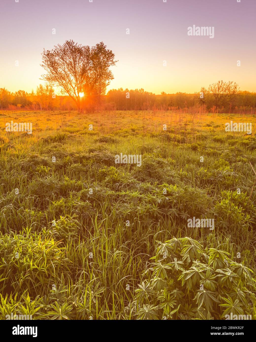 Dawn or sunset in a spring field with green grass, lupine sprouts, fog ...
