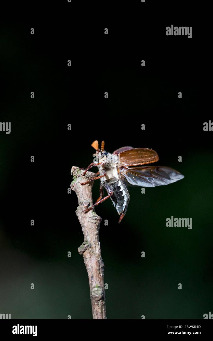 Common Cockchafer (Melolontha melolontha Stock Photo - Alamy