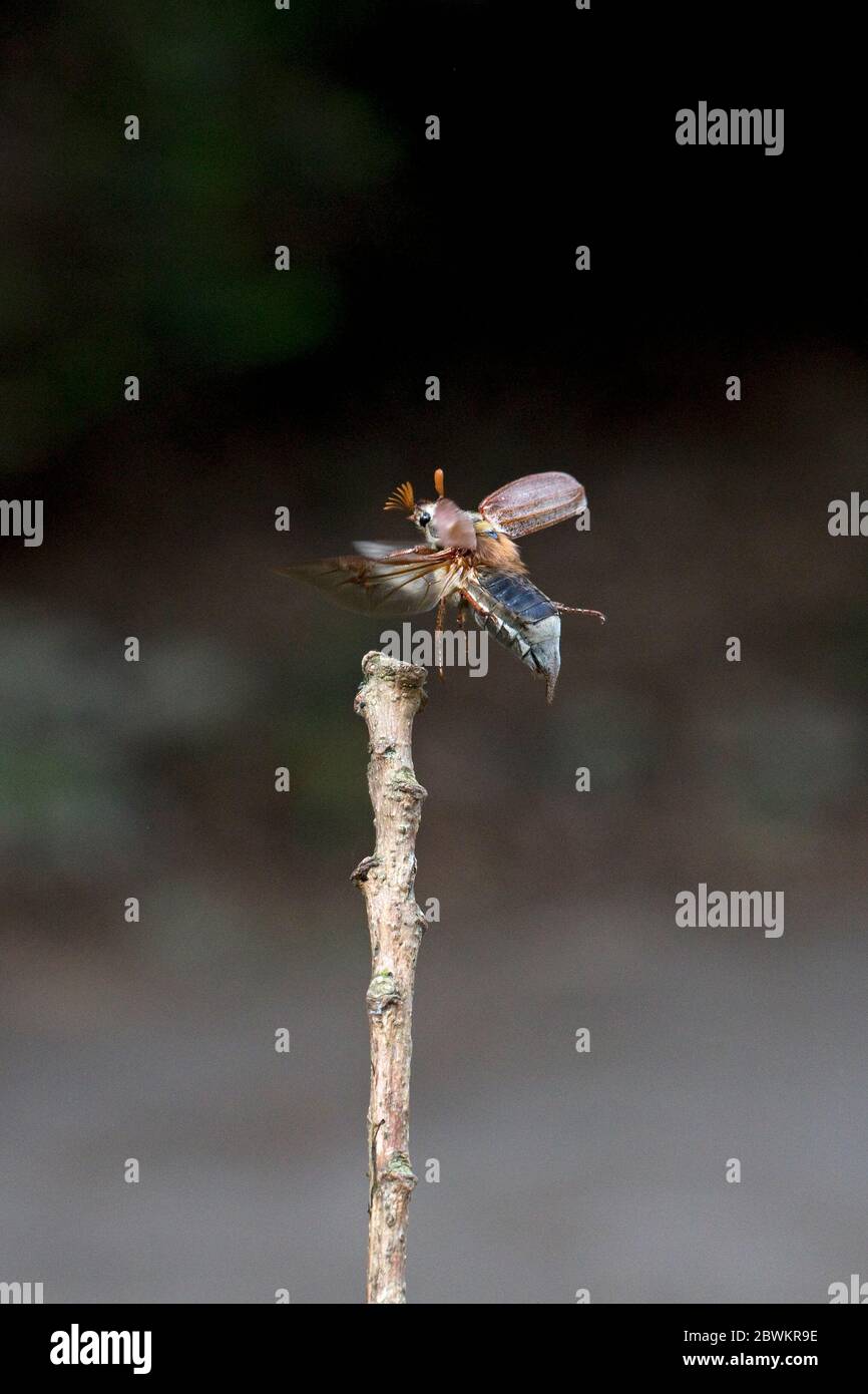 Common Cockchafer (Melolontha melolontha Stock Photo - Alamy
