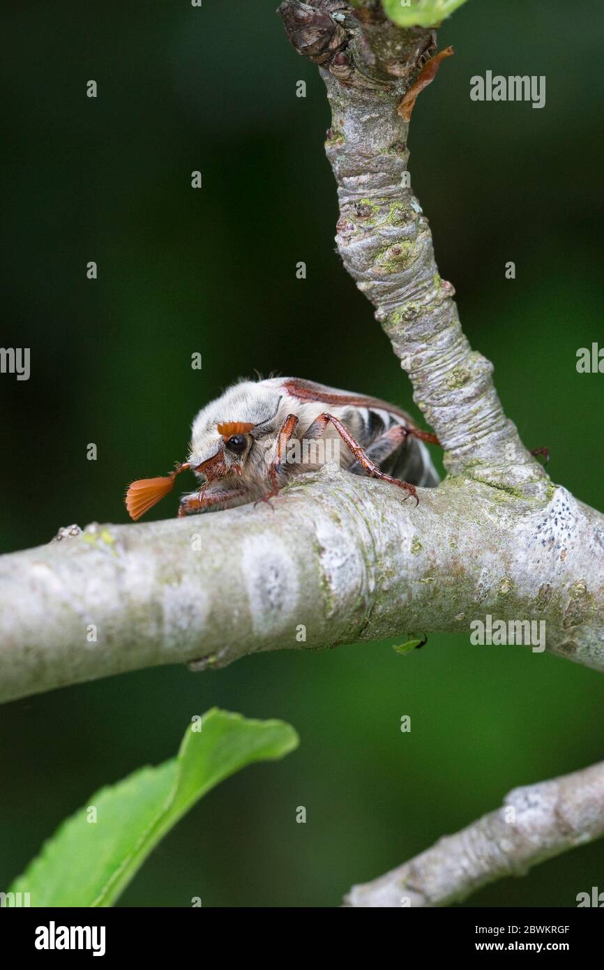 Common Cockchafer (Melolontha melolontha Stock Photo - Alamy