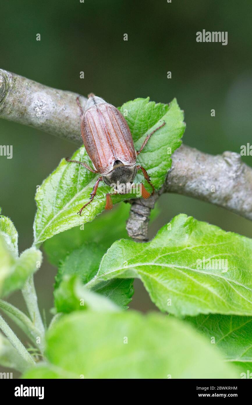 Common Cockchafer (Melolontha melolontha Stock Photo - Alamy