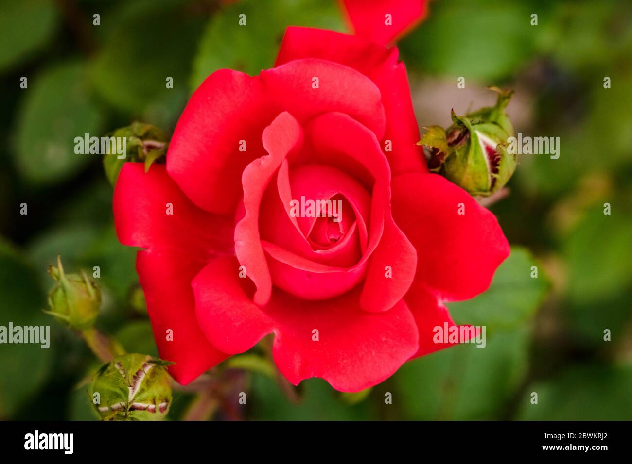 the first red rose to open in the spring is a marvelous thing Stock ...