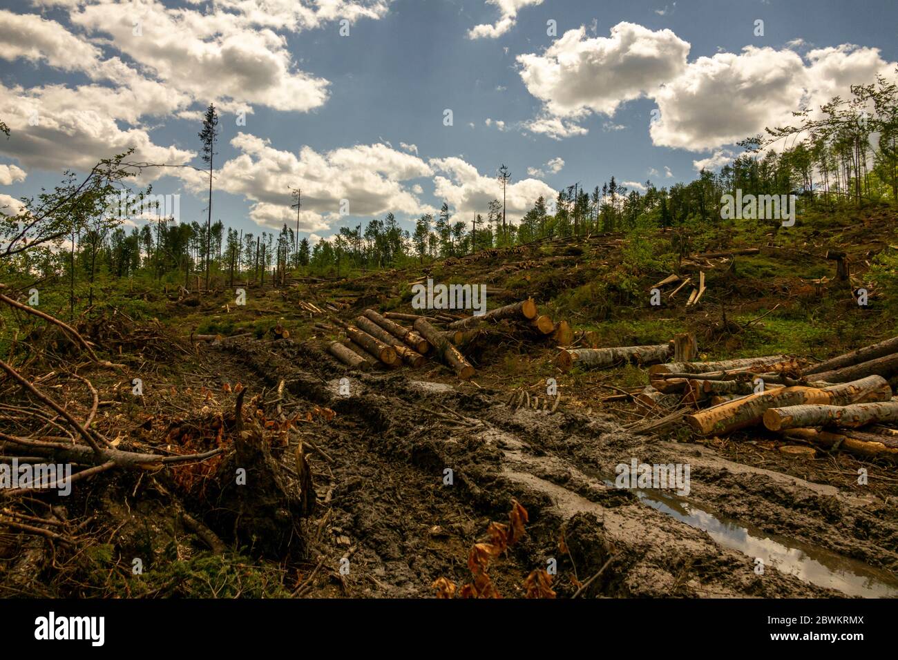 Windfall in forest. Storm damage. Fallen trees in coniferous forest ...
