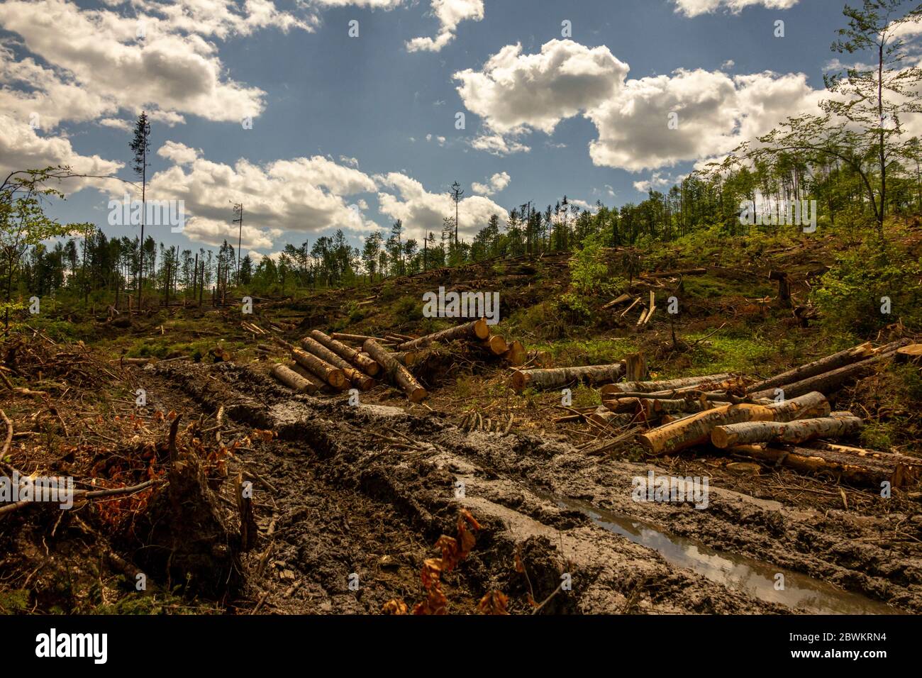 Forest felling, environmental destruction and global warming, by storms ...