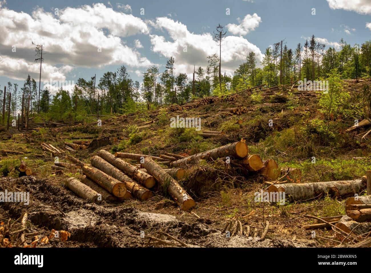 Forest felling, environmental destruction and global warming, by storms ...
