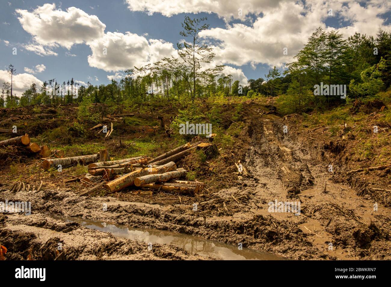 Windfall in forest. Storm damage. Fallen trees in coniferous forest ...