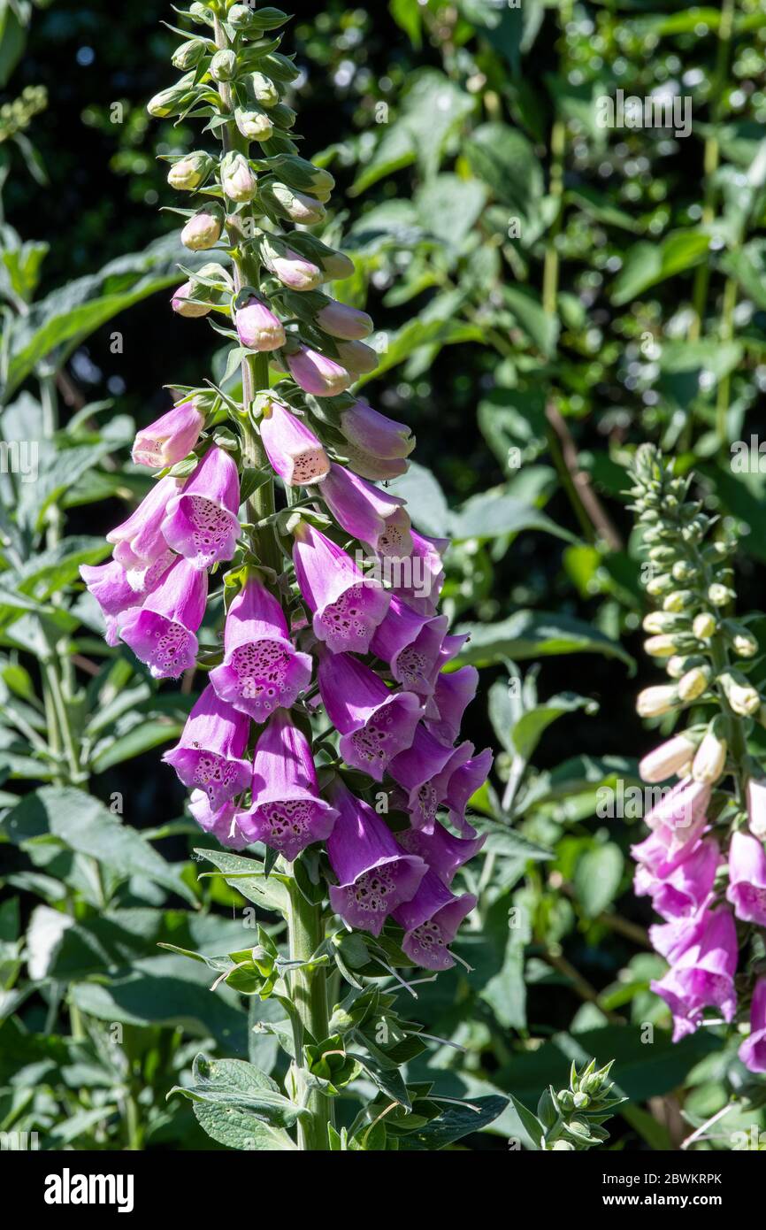 Tall spiked flowering plant hi-res stock photography and images - Alamy