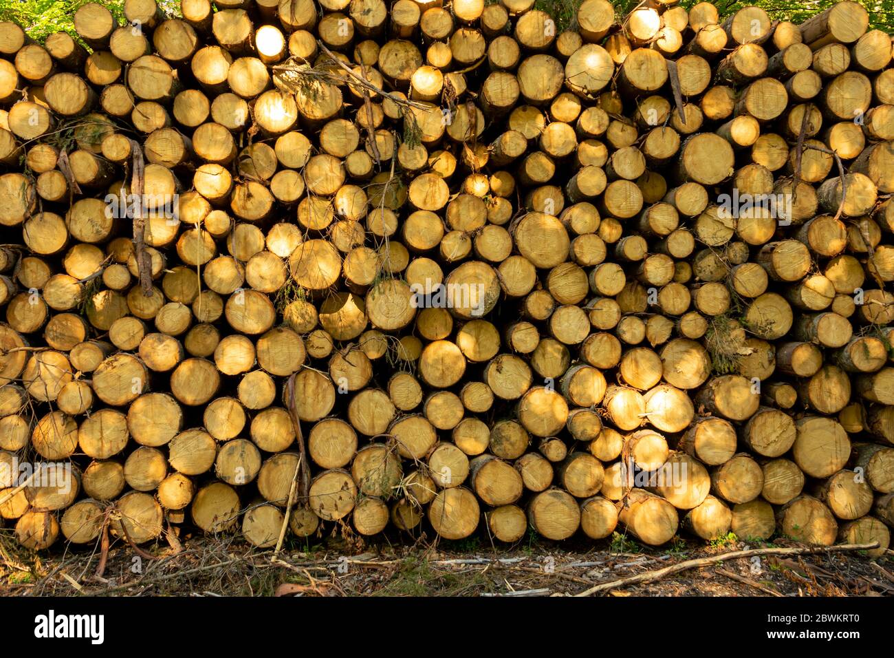 pile of wood in the green forest, in the spring. Deforestation made by ...