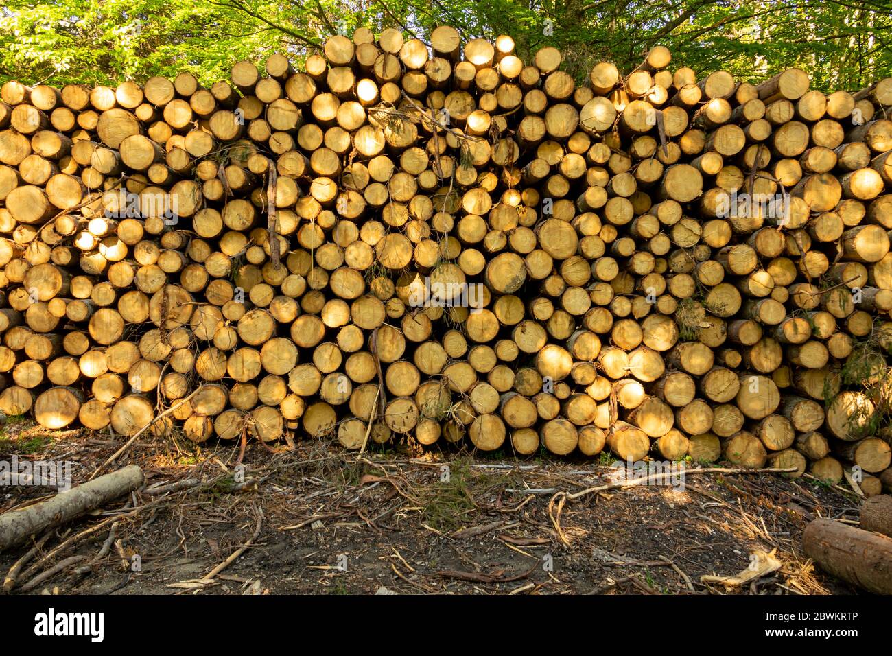 pile of wood in the green forest, in the spring. Deforestation made by ...
