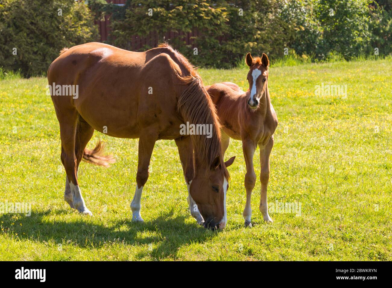 Chestnut horses hi-res stock photography and images - Alamy