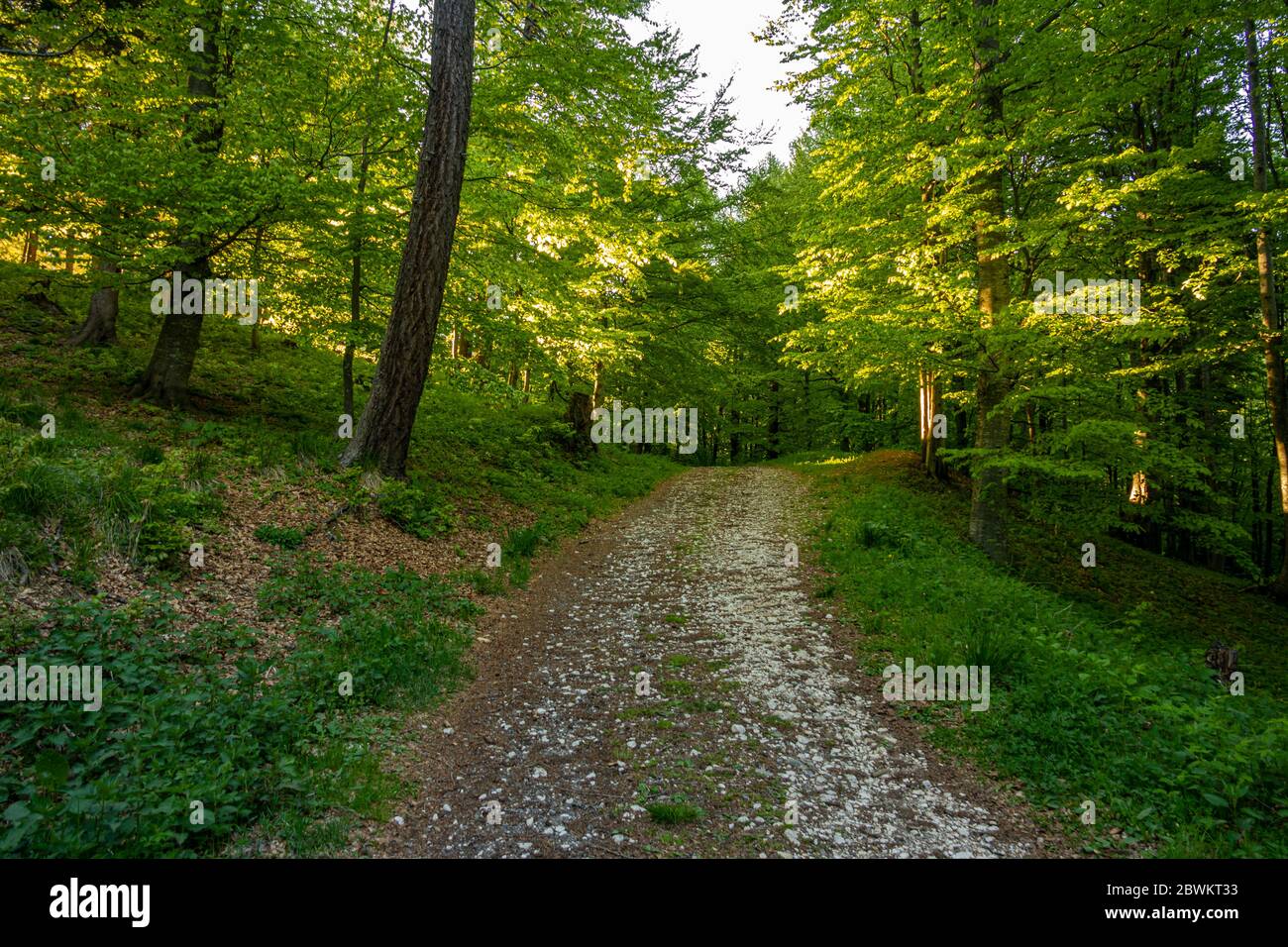 sunset over colorful spring dark forest with blue sky Stock Photo - Alamy