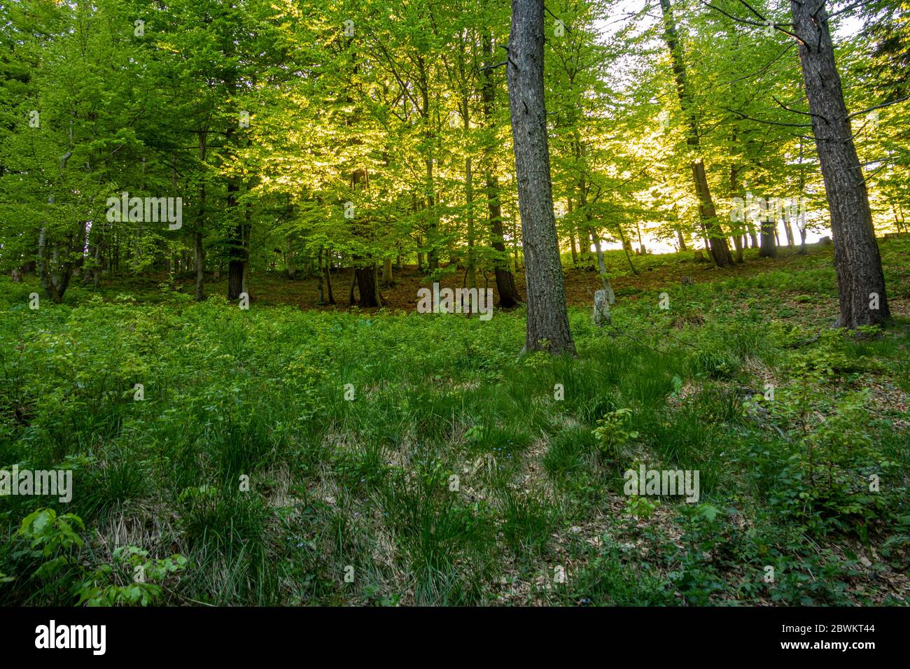 sunset over colorful spring dark forest with blue sky Stock Photo - Alamy