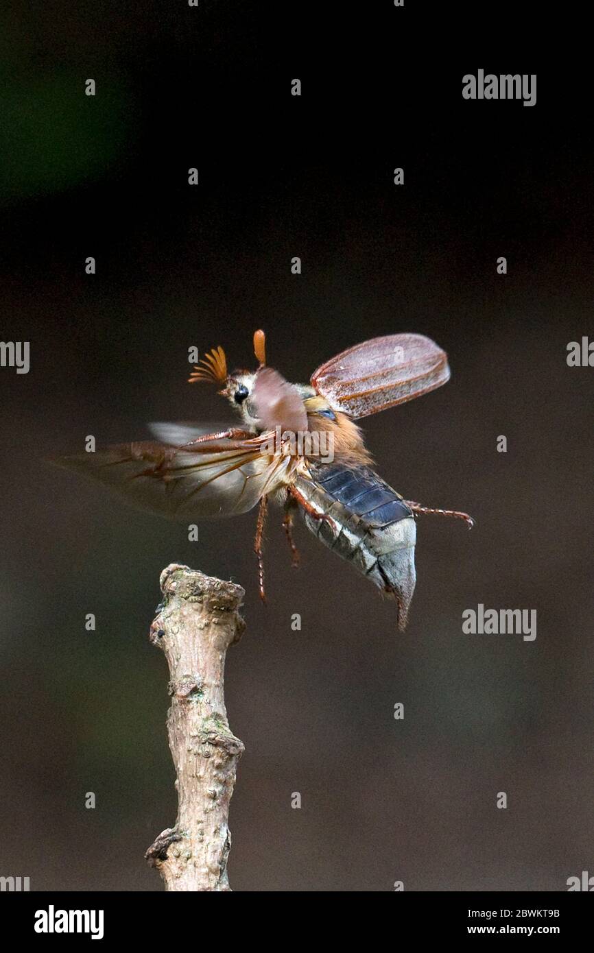 Common Cockchafer (Melolontha melolontha Stock Photo - Alamy