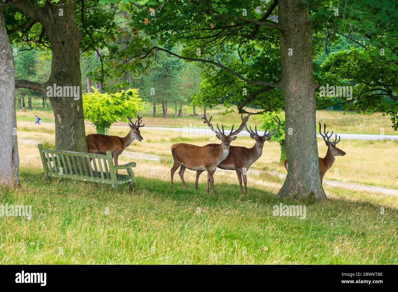 Red Deer in the Red Deer Sanctuary of Lyme Park, Peak District in ...