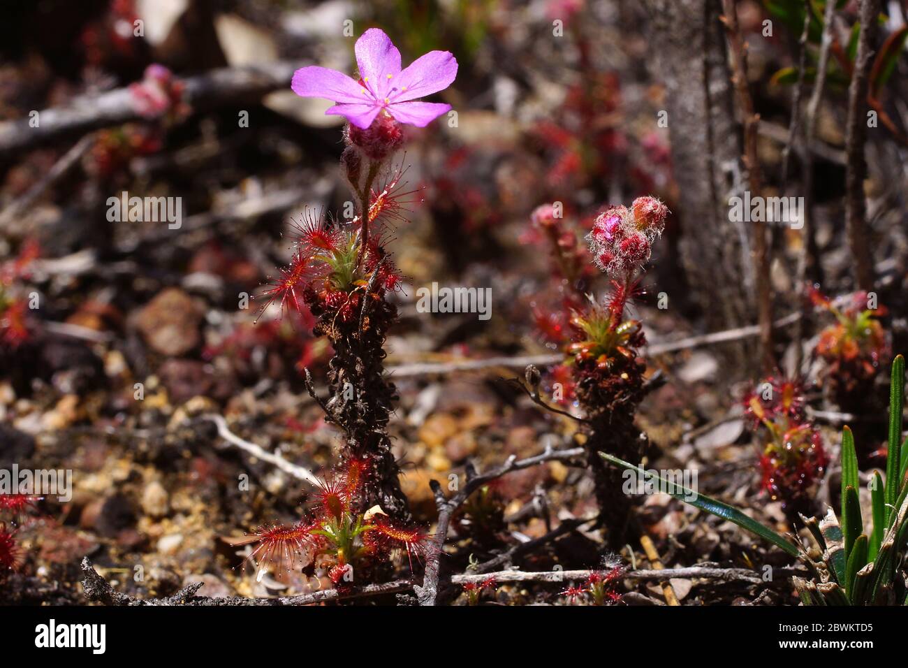 Rare carnivorous pygmy sundews, Drosera lasiantha, with pink flower in ...