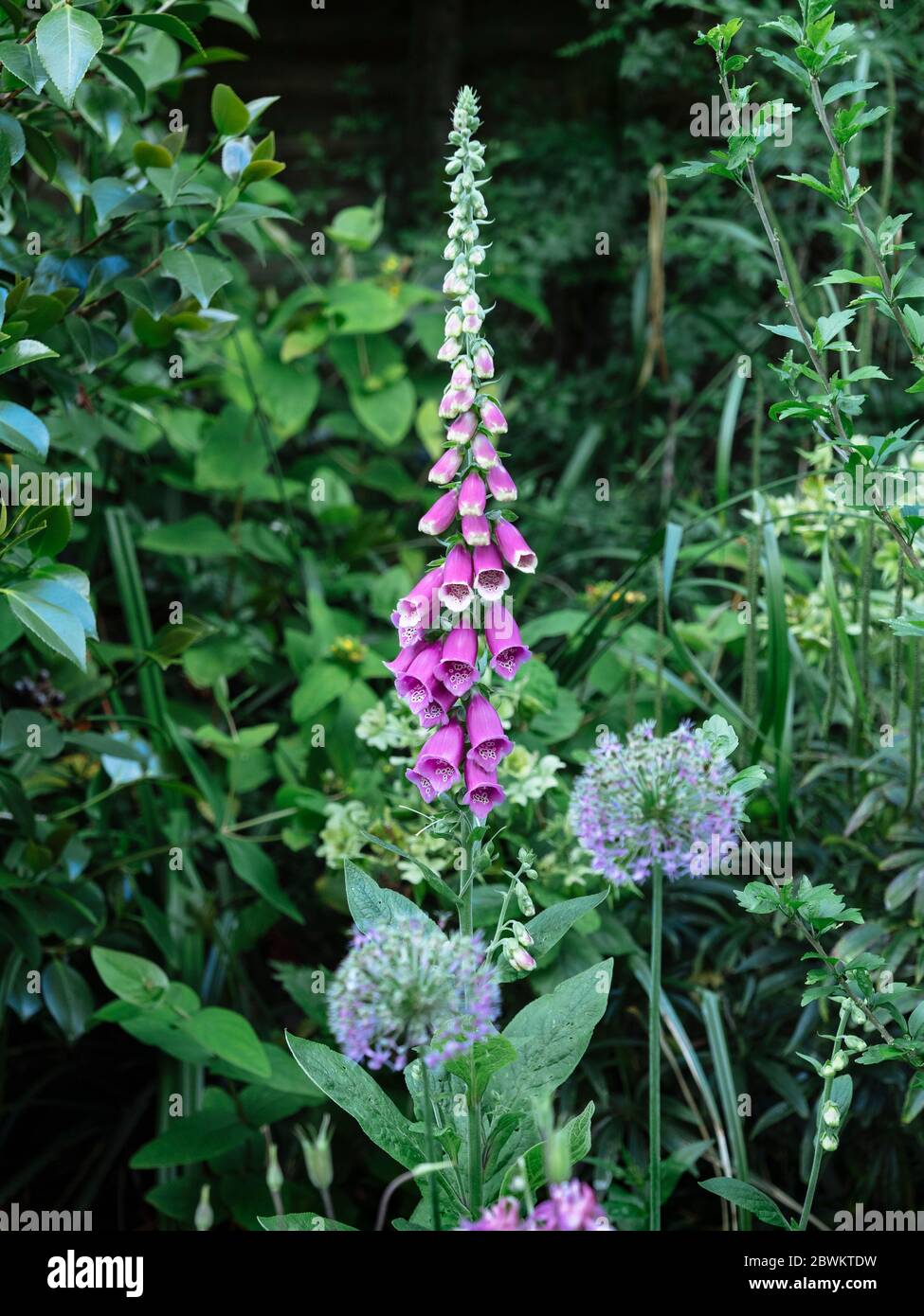 Foxglove Uk Garden High Resolution Stock Photography and Images - Alamy