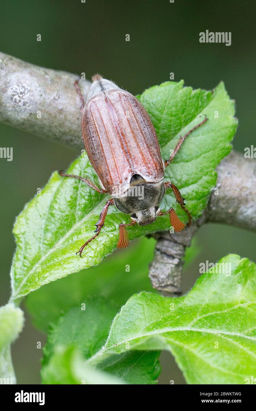 Common Cockchafer (Melolontha melolontha Stock Photo - Alamy