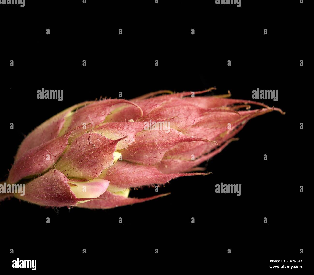 Robinia neomexicana hi-res stock photography and images - Alamy