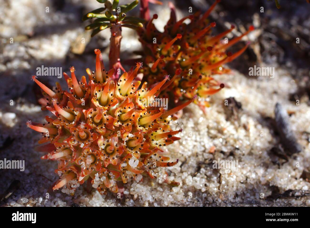 Australian wildflower: The rare Murchison darwinia, Darwinia virescens ...