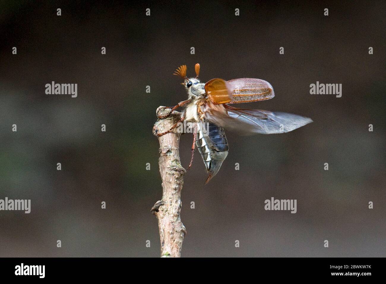 Common Cockchafer (Melolontha melolontha Stock Photo - Alamy