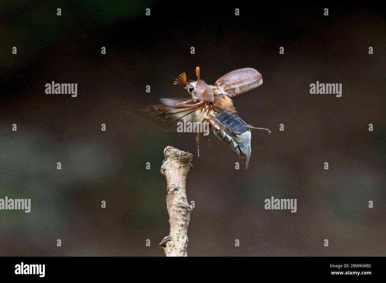 Common Cockchafer (Melolontha melolontha Stock Photo - Alamy