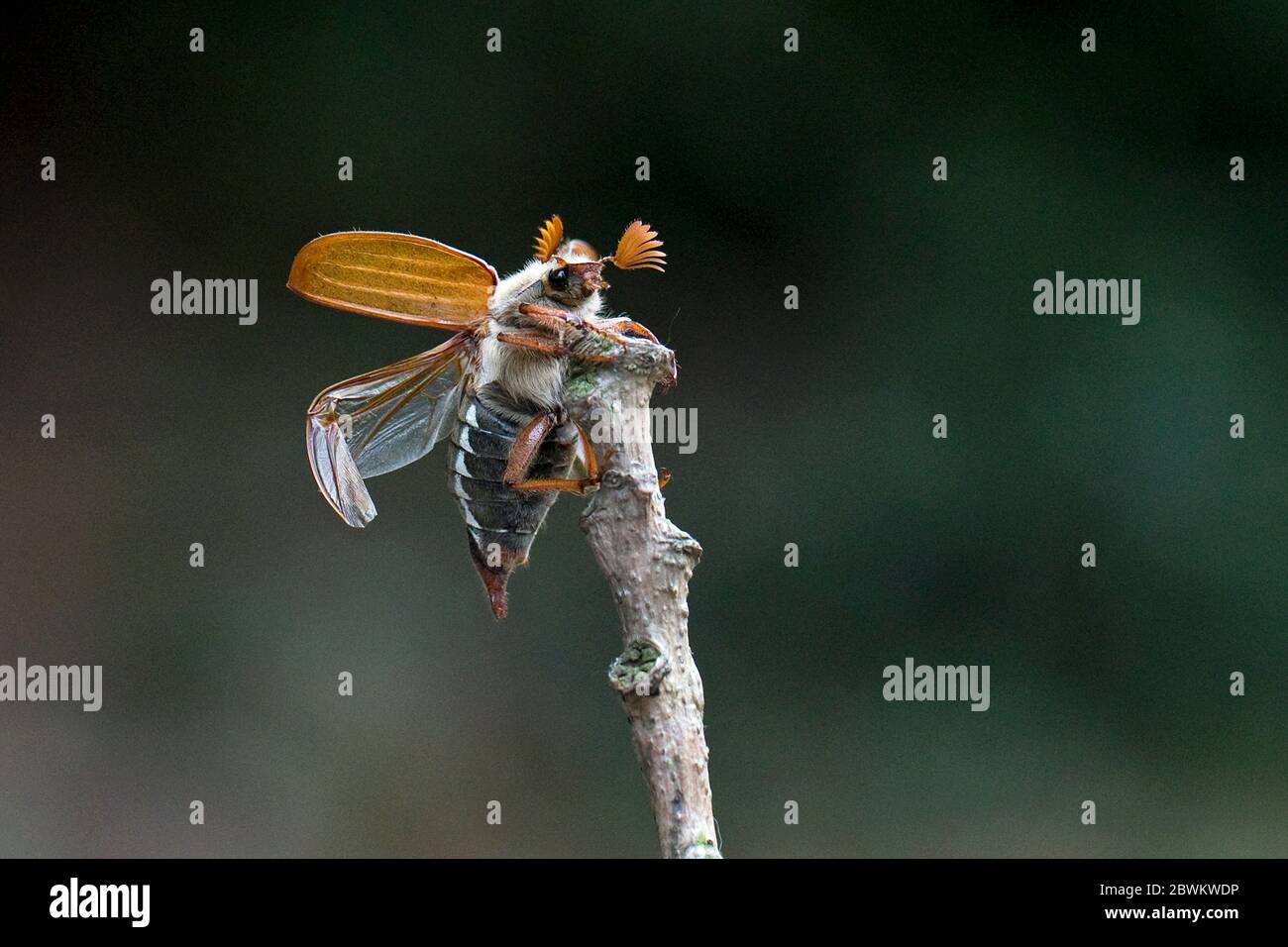 Common Cockchafer (Melolontha melolontha Stock Photo - Alamy