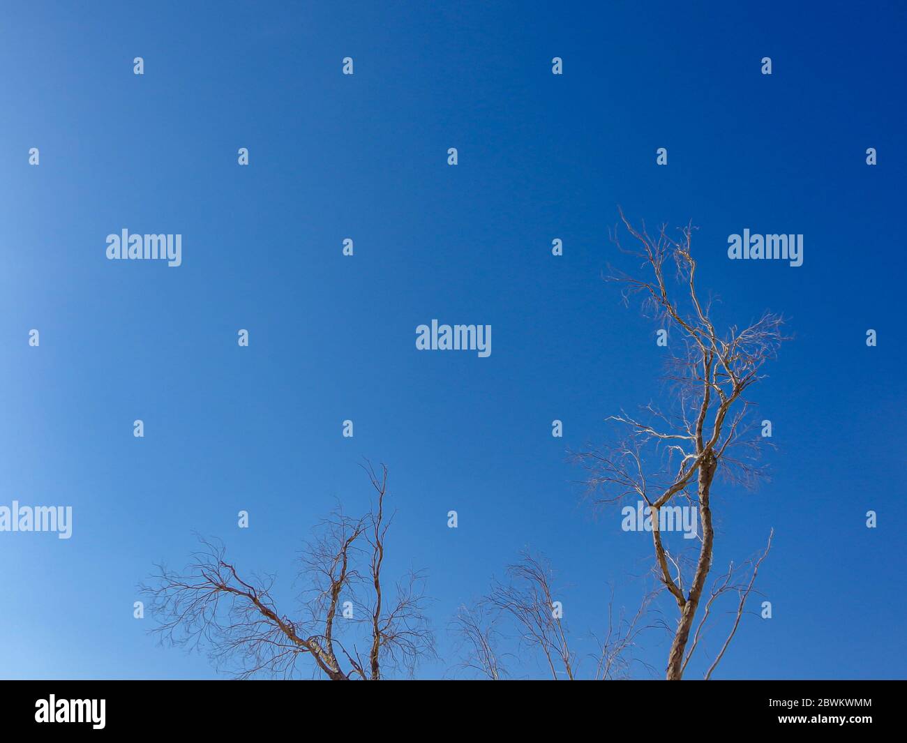 Trees without leaves spring hi-res stock photography and images - Alamy