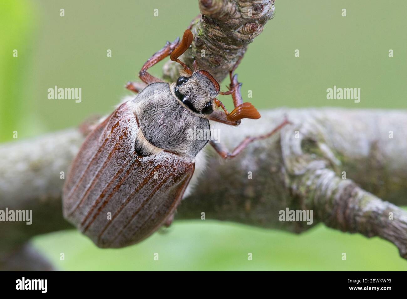 Common Cockchafer (Melolontha melolontha Stock Photo - Alamy