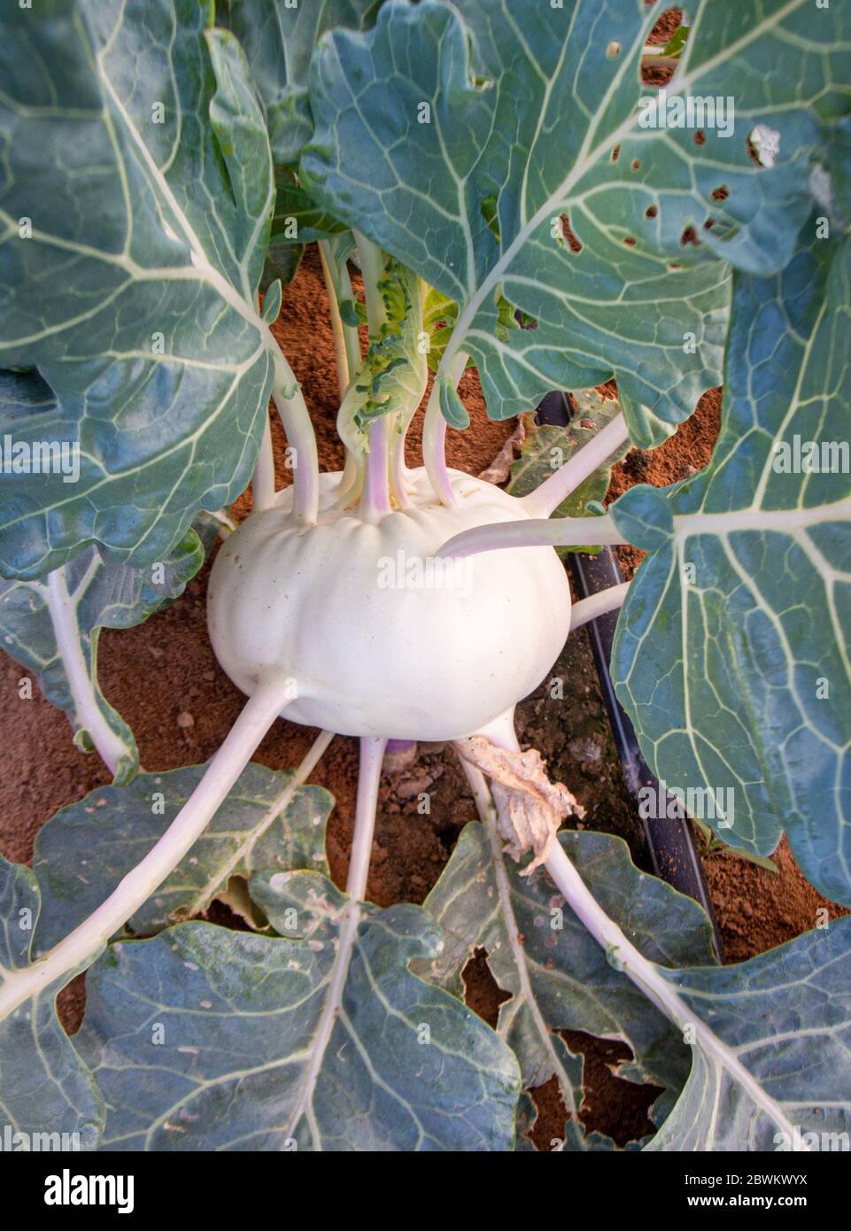 Kohlrabi (from the German for cabbage turnip; Brassica oleracea ...